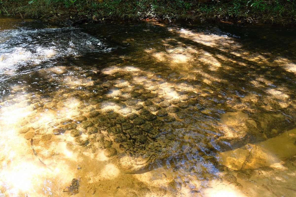 ks15 | What an Amazing World!